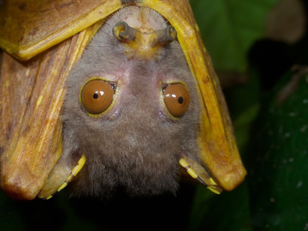 Tube Nosed Fruit Bat
